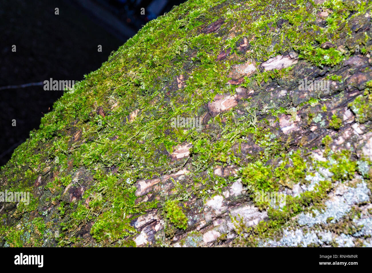Moss on the skin of a tree Stock Photo - Alamy