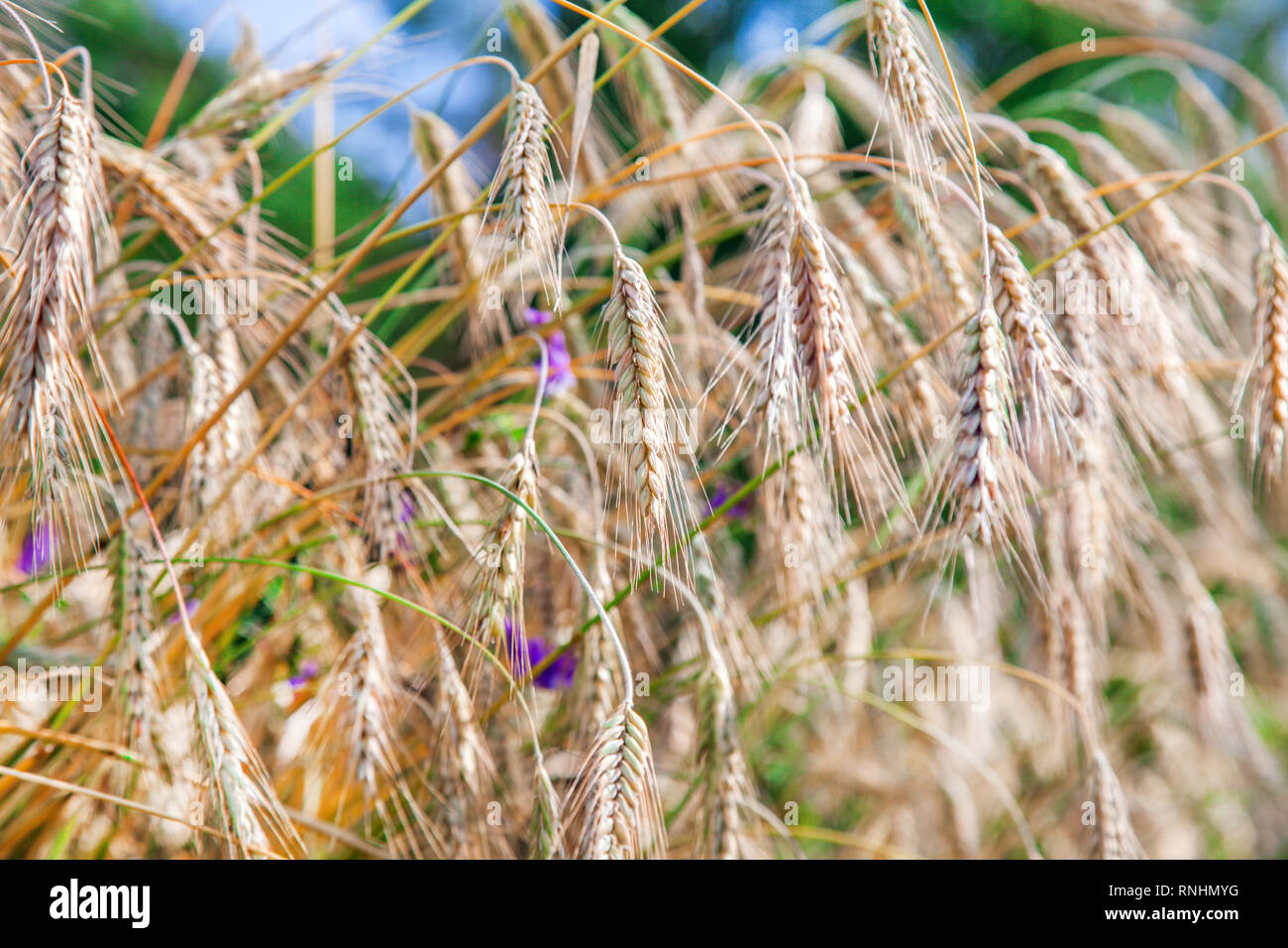 grain in a farm field and sun Stock Photo - Alamy