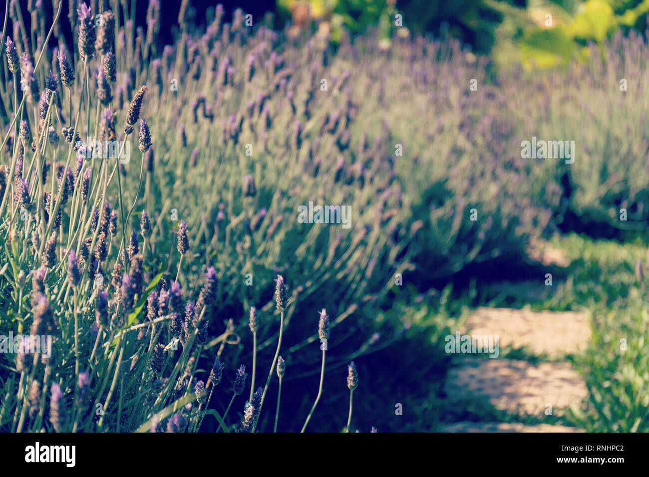 Path way through garden hi-res stock photography and images - Alamy