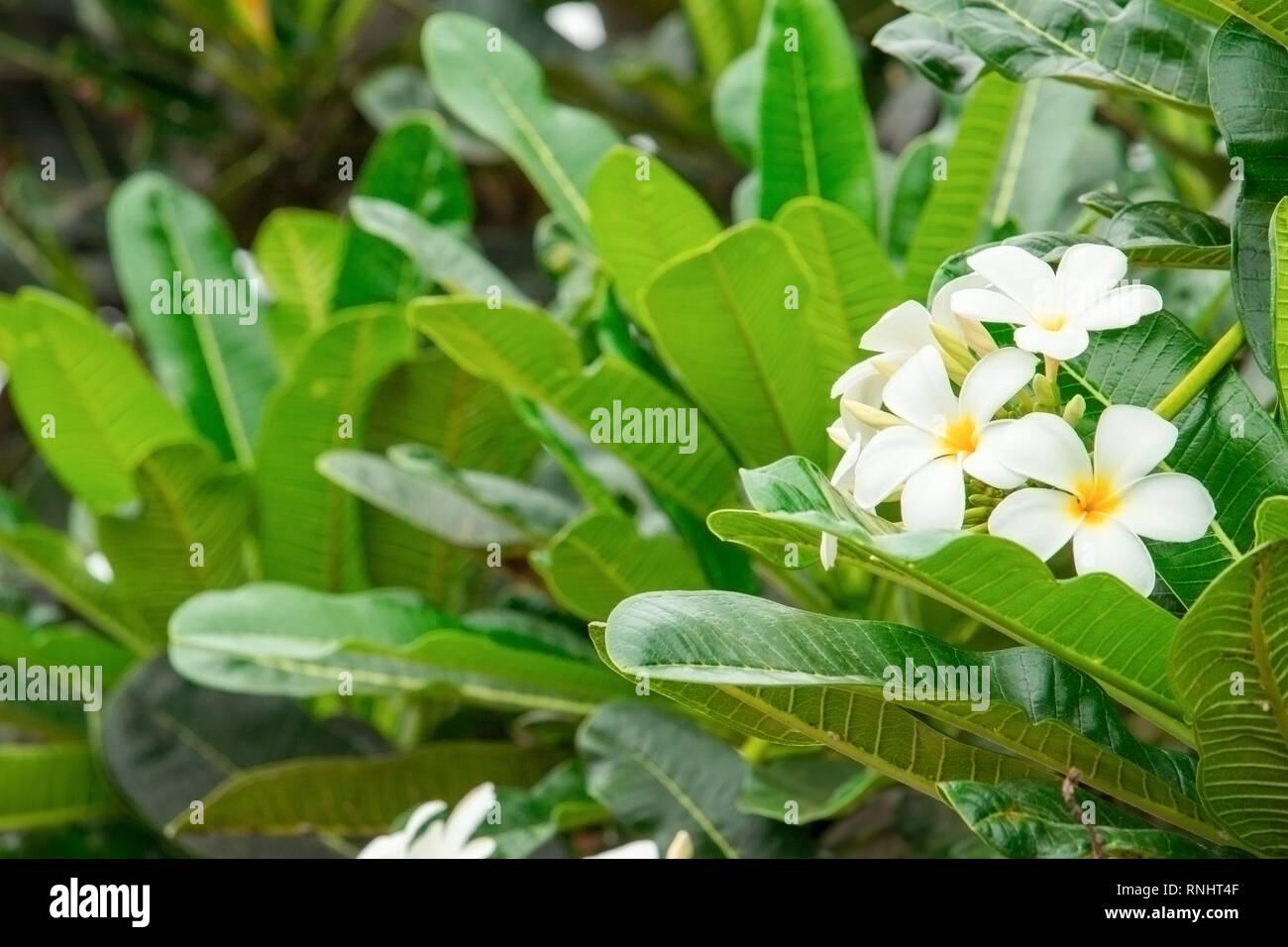 Plumeria flower white - yellow on tree ( Common name pocynaceae ...
