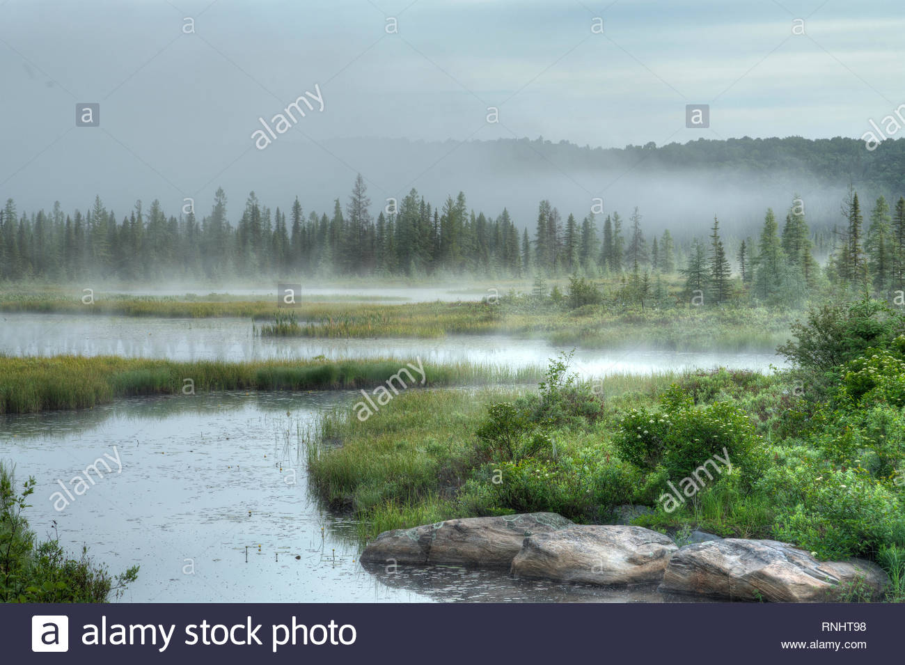 Tamarack Trees High Resolution Stock Photography and Images - Alamy