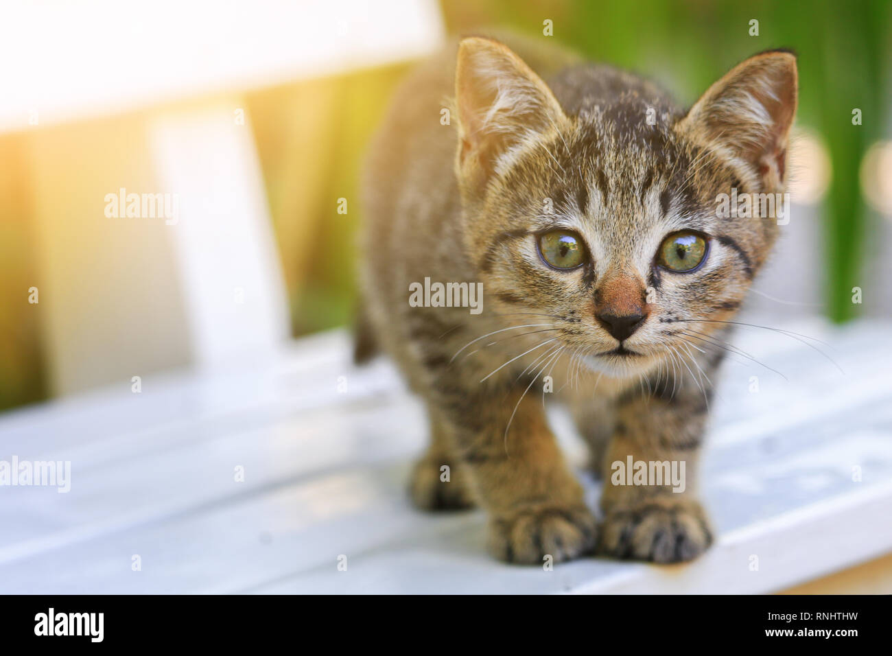 close up kitten grey beautiful and Light tone Yellow Stock Photo - Alamy