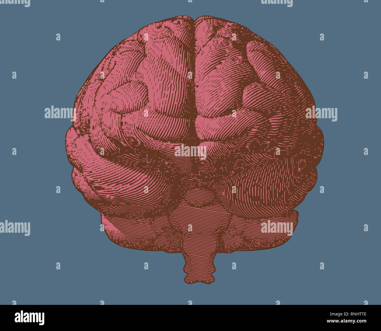 Pink engraving brain illustration in front view on dark blue background ...