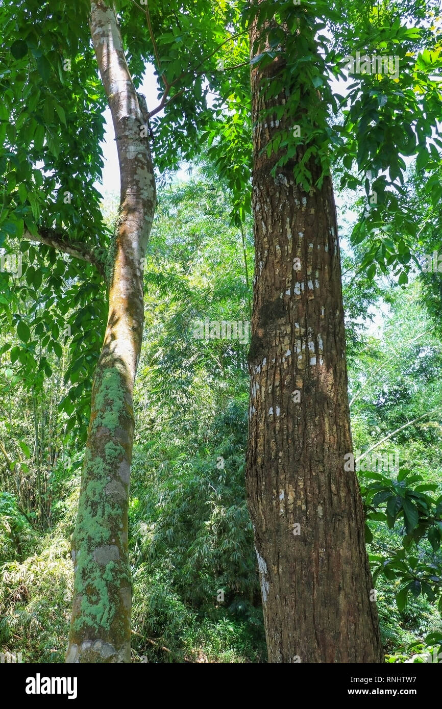 big tree forest tropical with branch and green woodland leaves ...