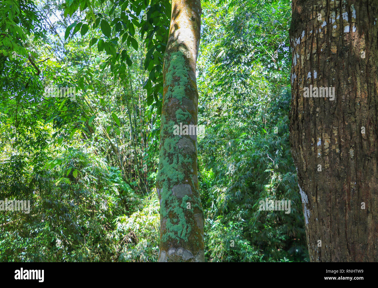 big tree forest tropical with branch and green woodland leaves ...