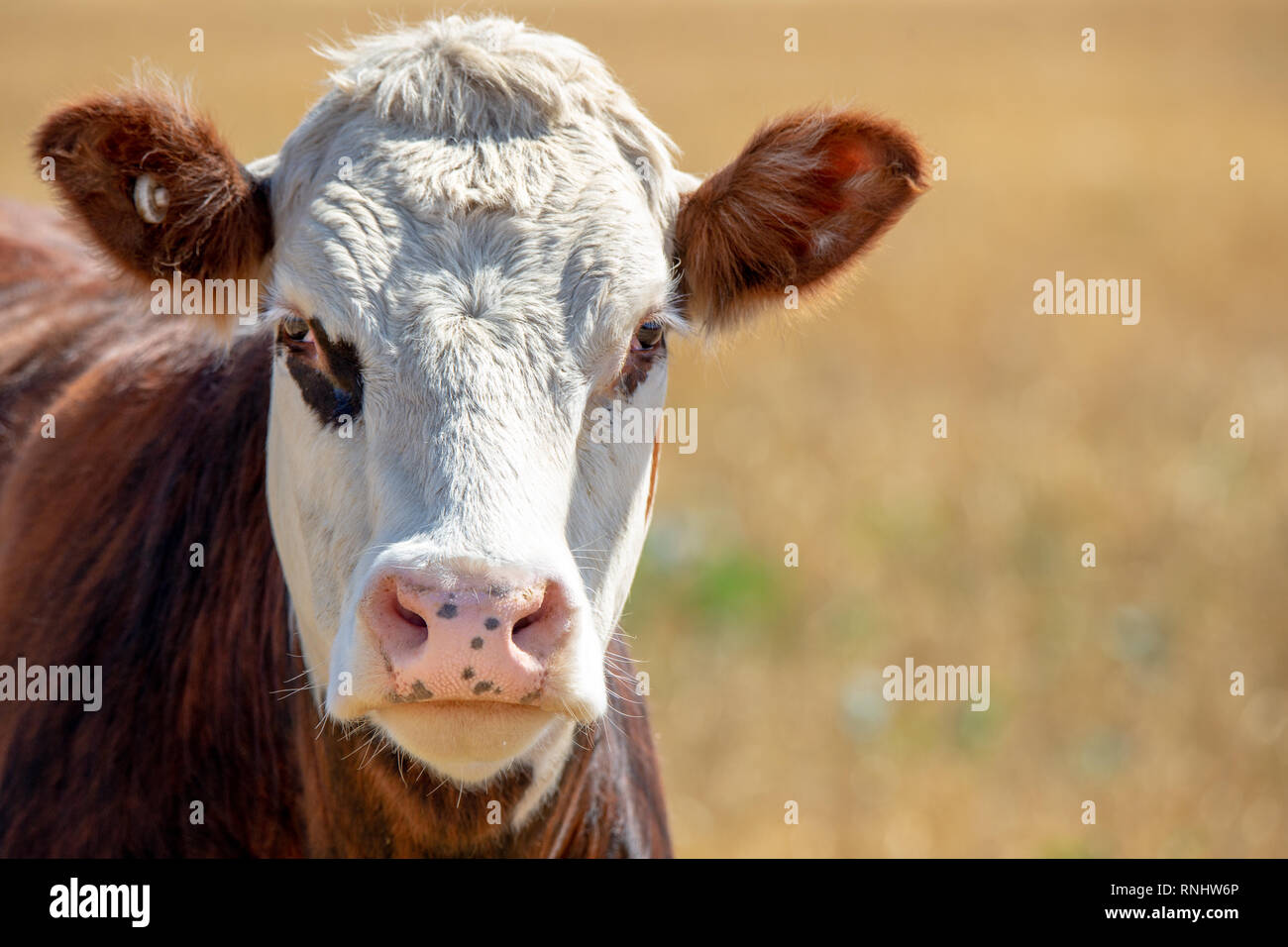 A headshot of a brown and white hereford cow on a farm in New Zealand ...