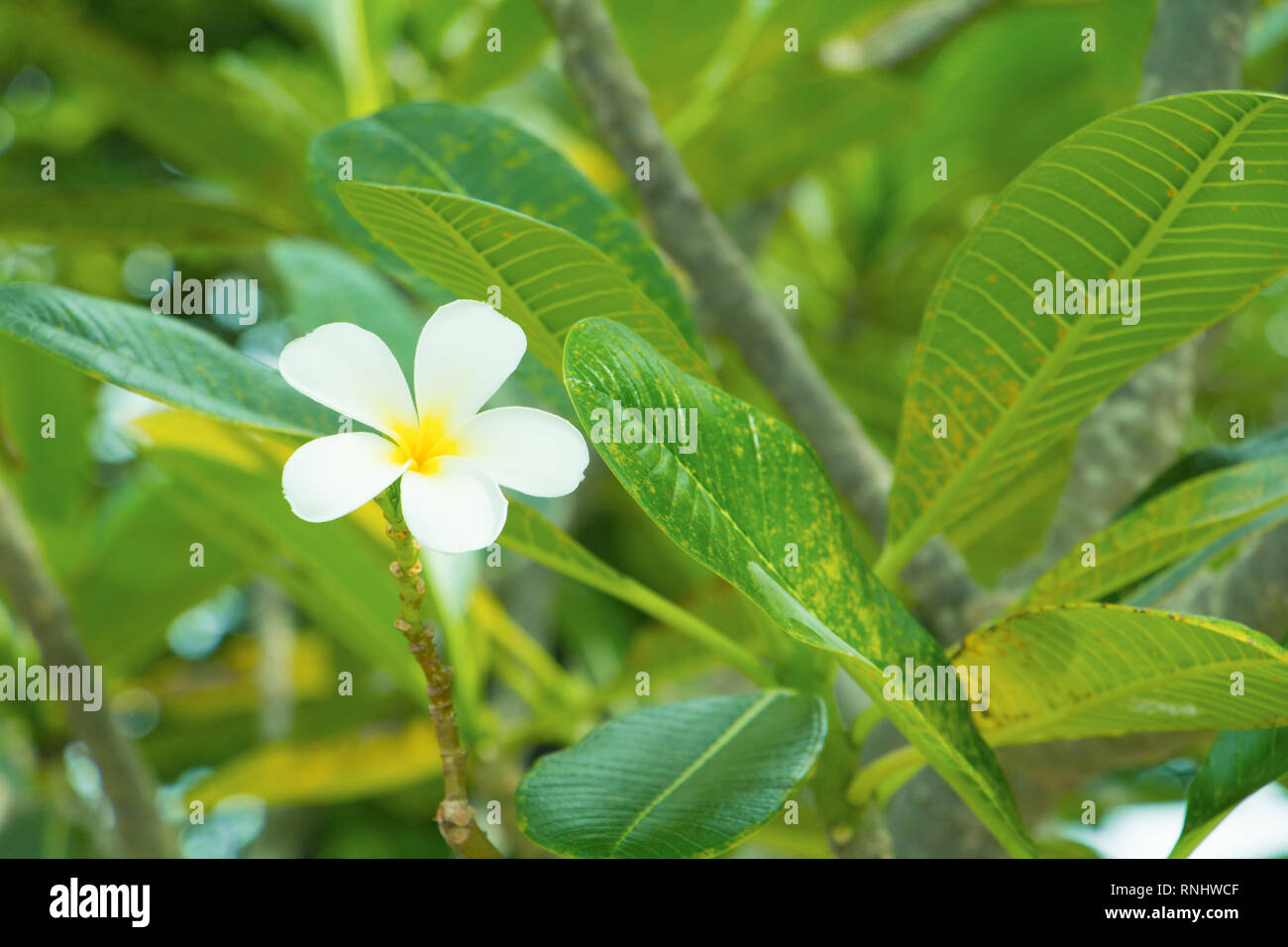Plumeria flower white - yellow on tree ( Common name pocynaceae ...