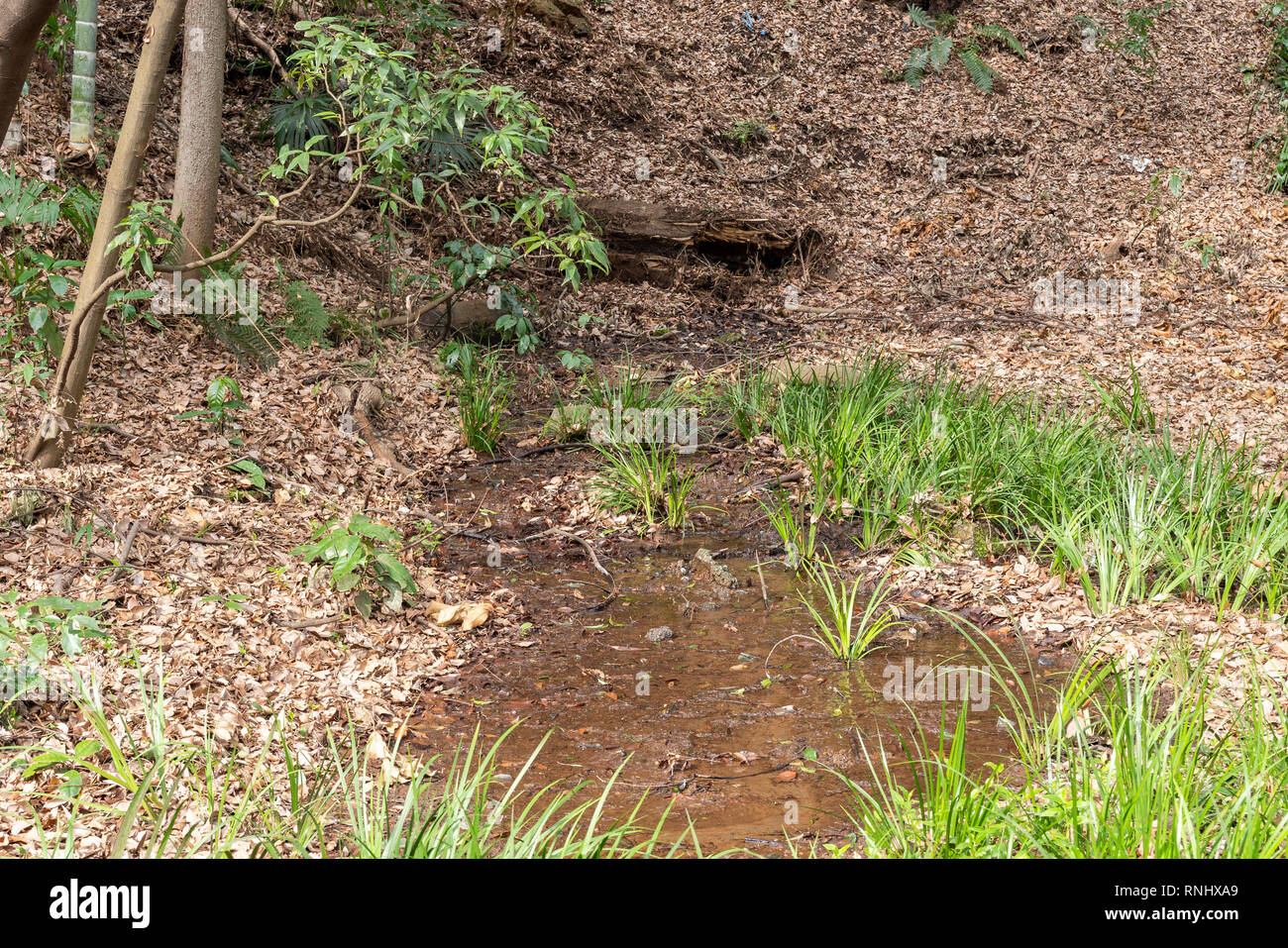 Water spring place, Todoroki Valley, Setagaya-Ku, Tokyo, Japan Stock ...