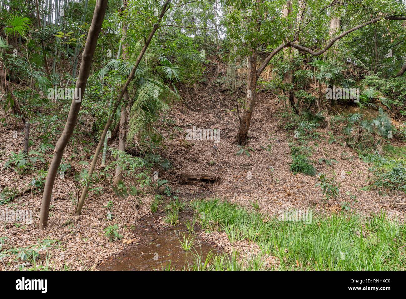 Water spring place, Todoroki Valley, Setagaya-Ku, Tokyo, Japan Stock ...