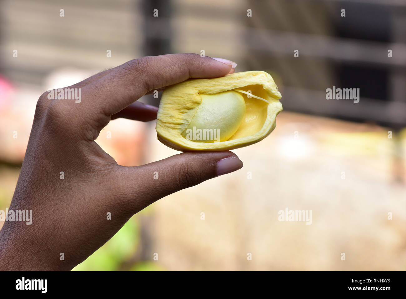 Jackfruit varieties hi-res stock photography and images - Alamy
