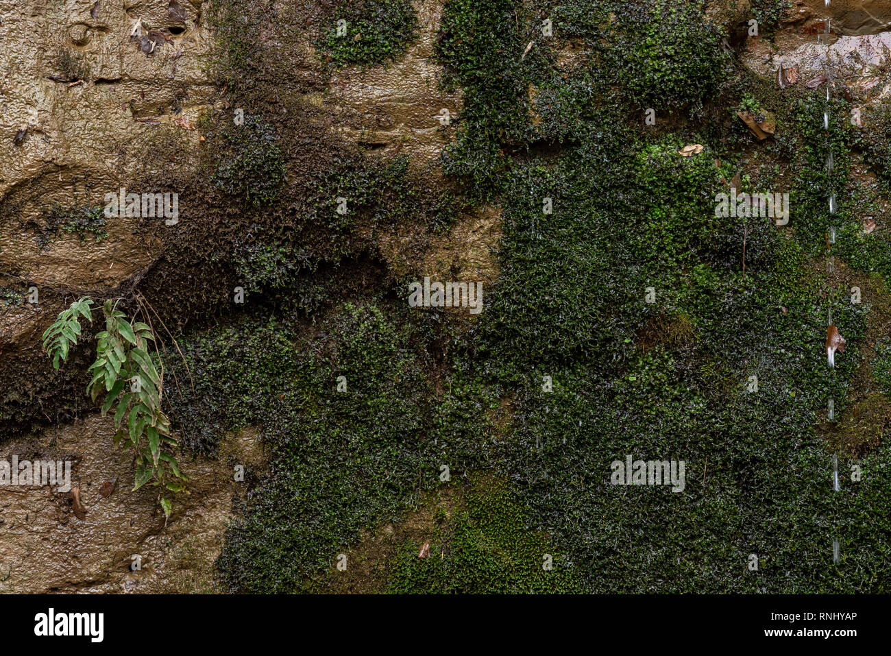 Fudo waterfall, Todoroki Valley, Setagaya-Ku, Tokyo, Japan Stock Photo ...