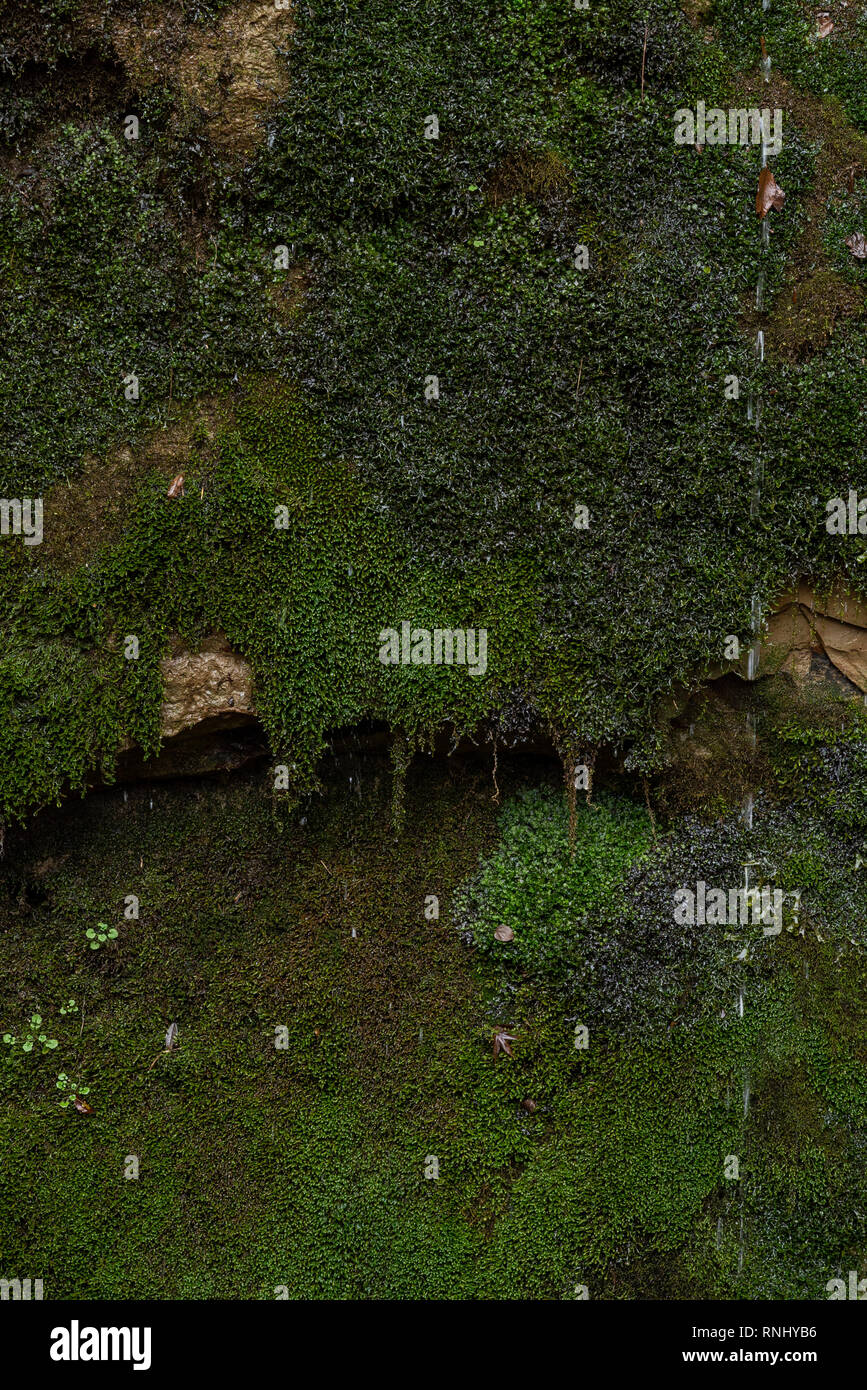 Fudo waterfall, Todoroki Valley, Setagaya-Ku, Tokyo, Japan Stock Photo ...