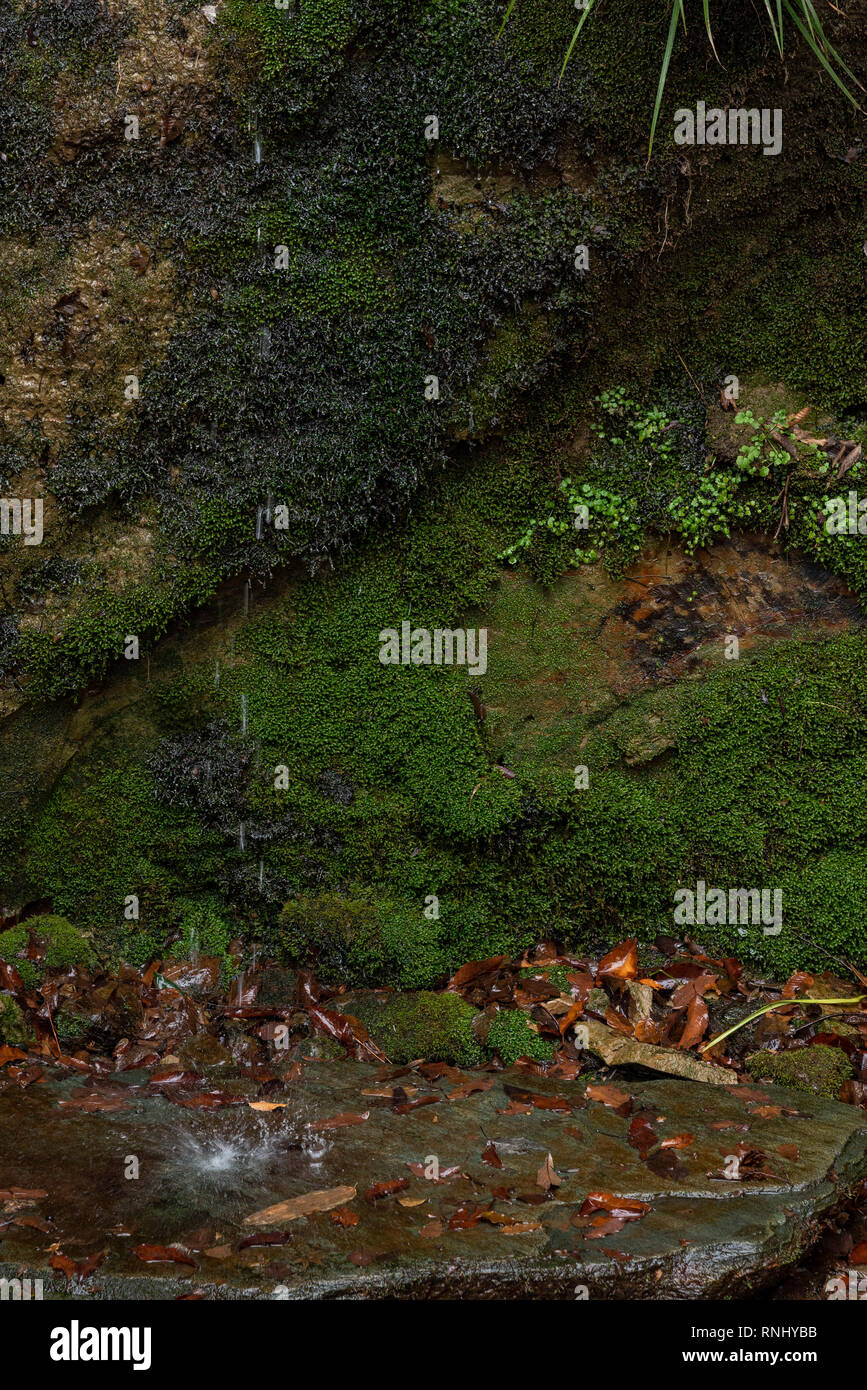 Fudo waterfall, Todoroki Valley, Setagaya-Ku, Tokyo, Japan Stock Photo ...