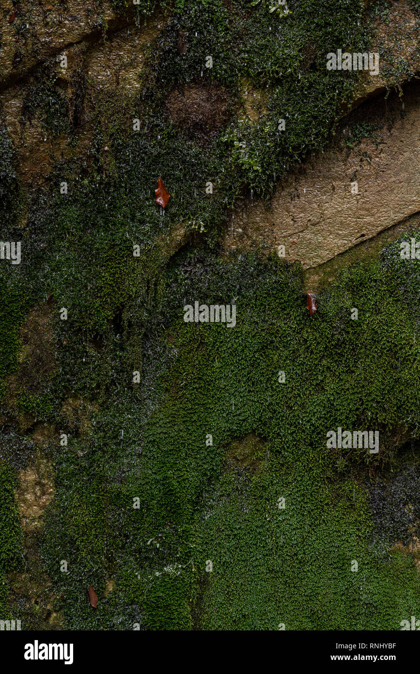 Fudo waterfall, Todoroki Valley, Setagaya-Ku, Tokyo, Japan Stock Photo ...