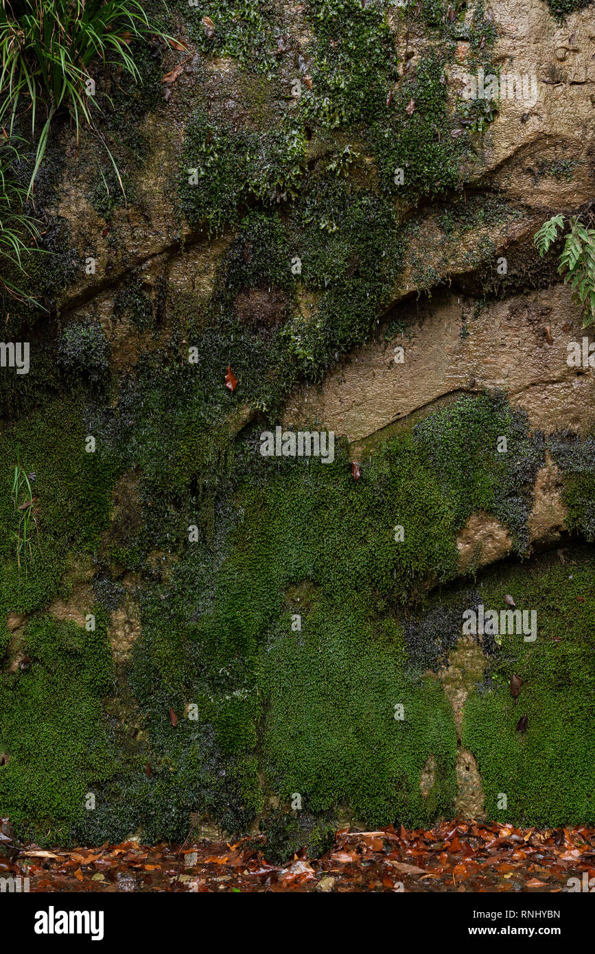 Fudo waterfall, Todoroki Valley, Setagaya-Ku, Tokyo, Japan Stock Photo ...