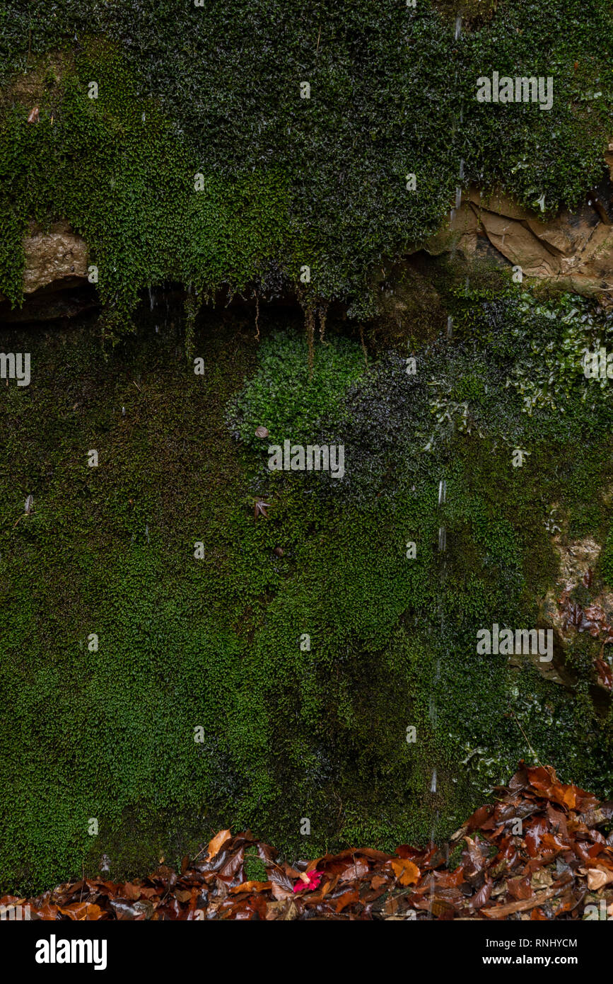 Fudo waterfall, Todoroki Valley, Setagaya-Ku, Tokyo, Japan Stock Photo ...