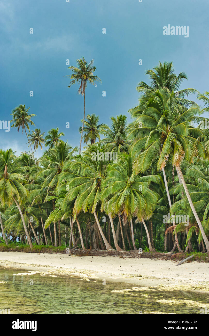 Palm Treeline High Resolution Stock Photography and Images - Alamy