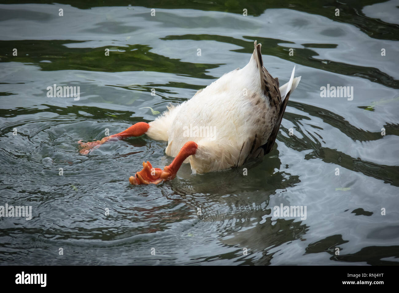 Duck Diving Upside Down, With Butt and Tail in Air Stock Photo - Alamy