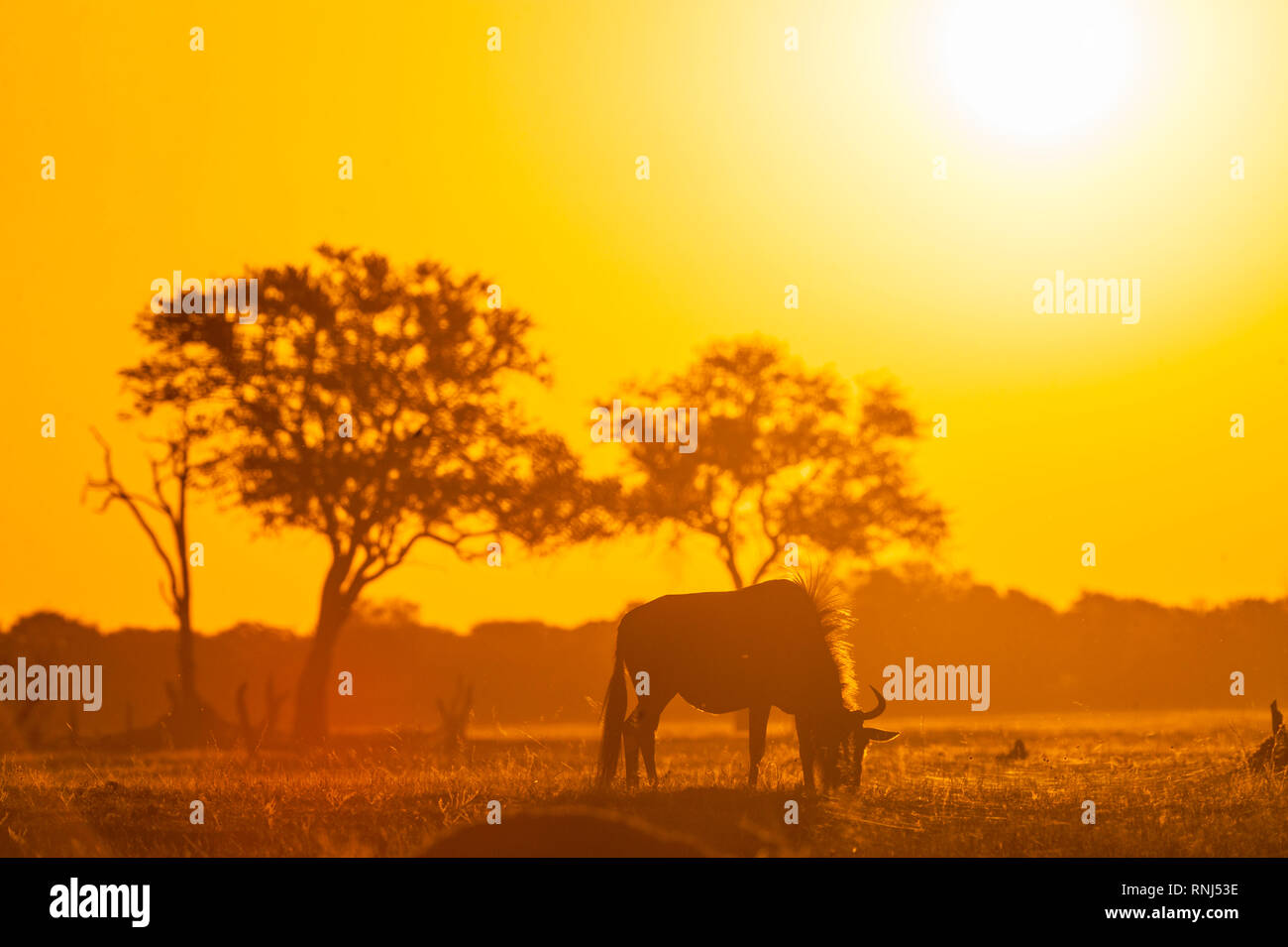 Wildebeest are silhouetted against a golden African sunset in Hwange National Park, Zimbabwe ...