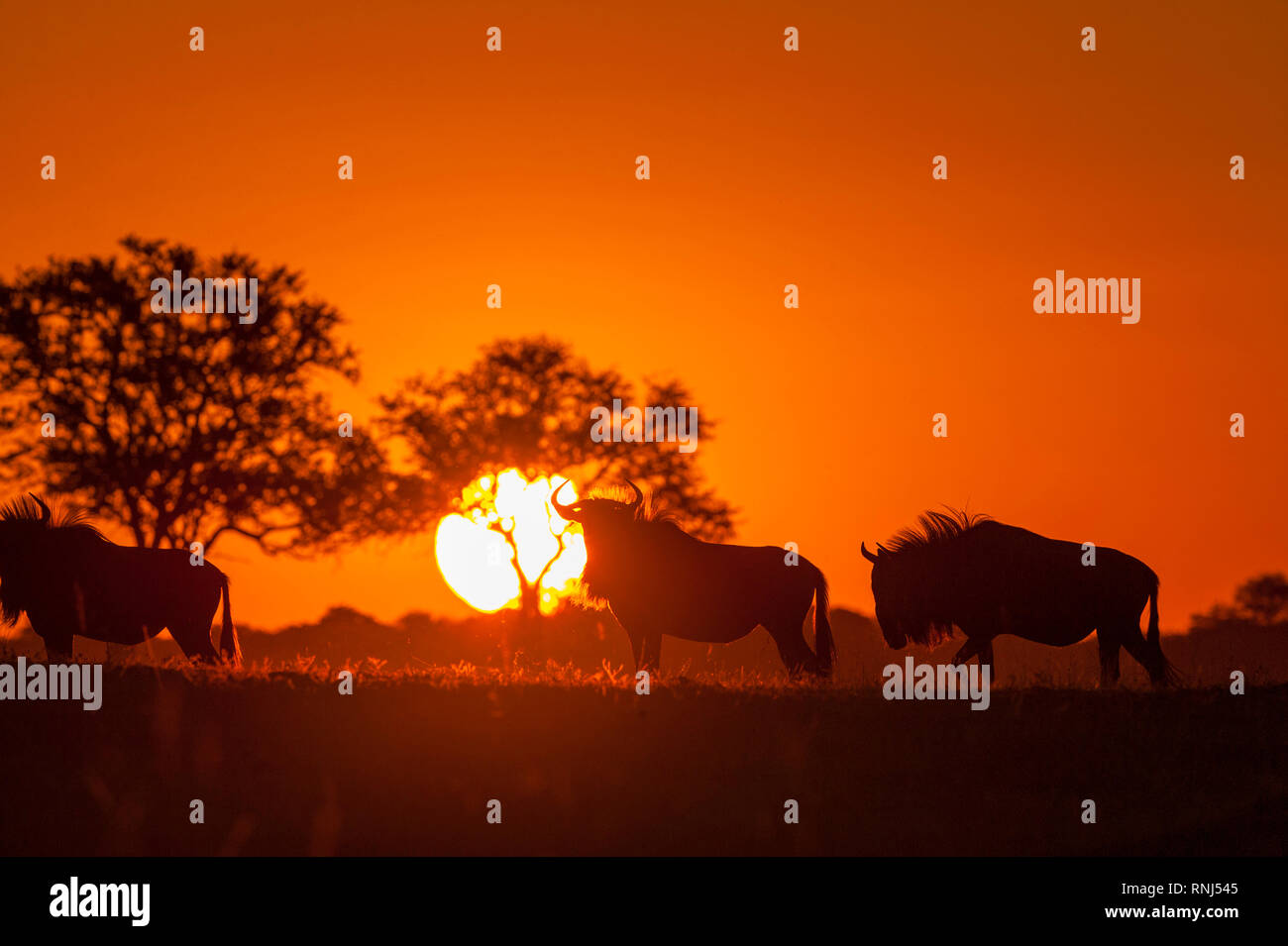 Wildebeest are silhouetted against a golden African sunset in Hwange ...