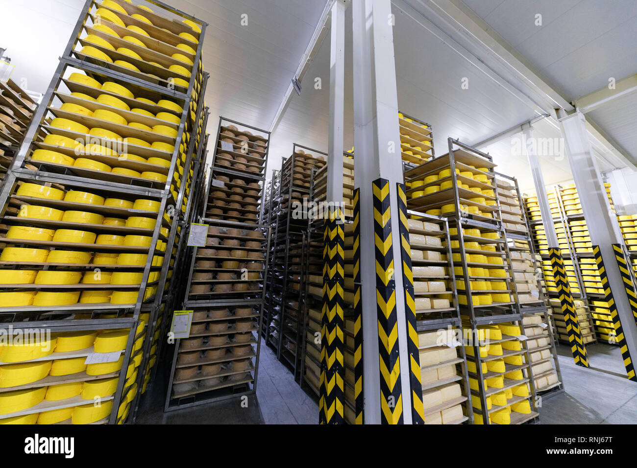shelves with cheese at a cheese warehouse Stock Photo - Alamy
