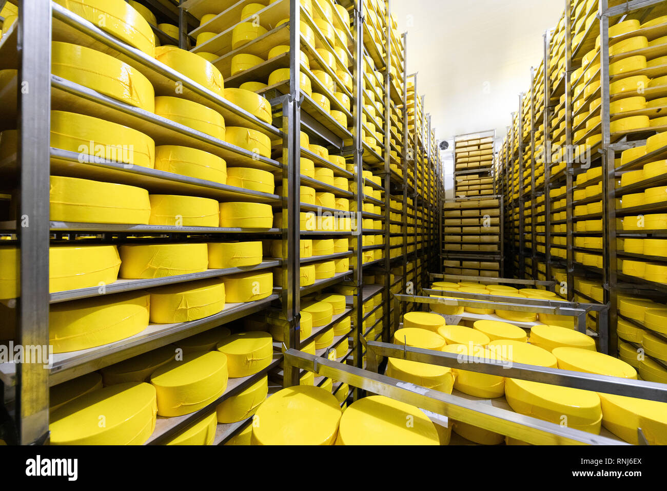 Production of cheese with cheese harp hi-res stock photography and ...