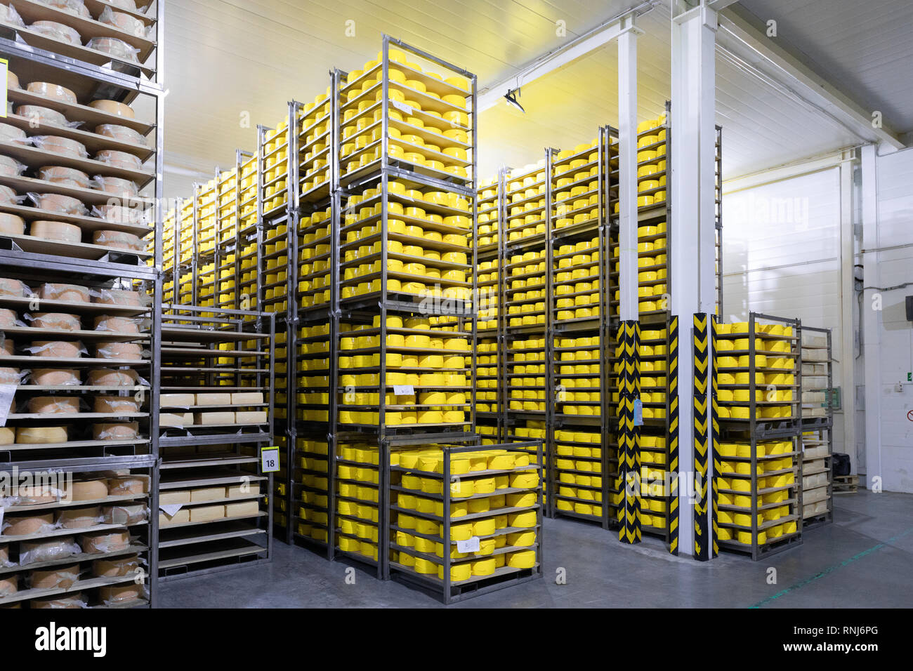 Racks with yellow cheese heads. Dairy plant Stock Photo - Alamy