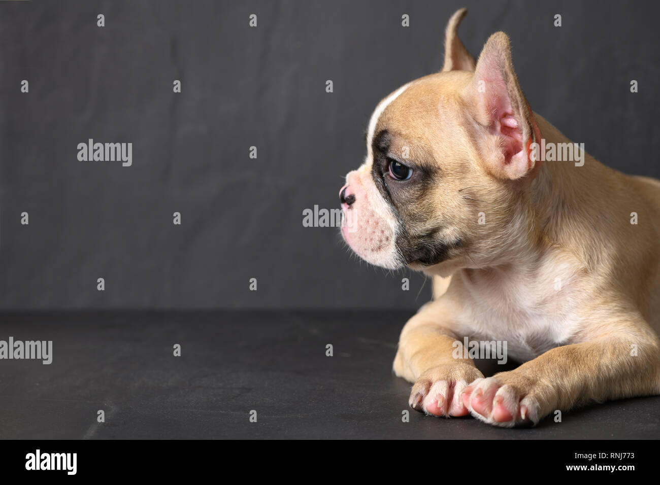 Side view of cute little brown French bulldog looking on black ...
