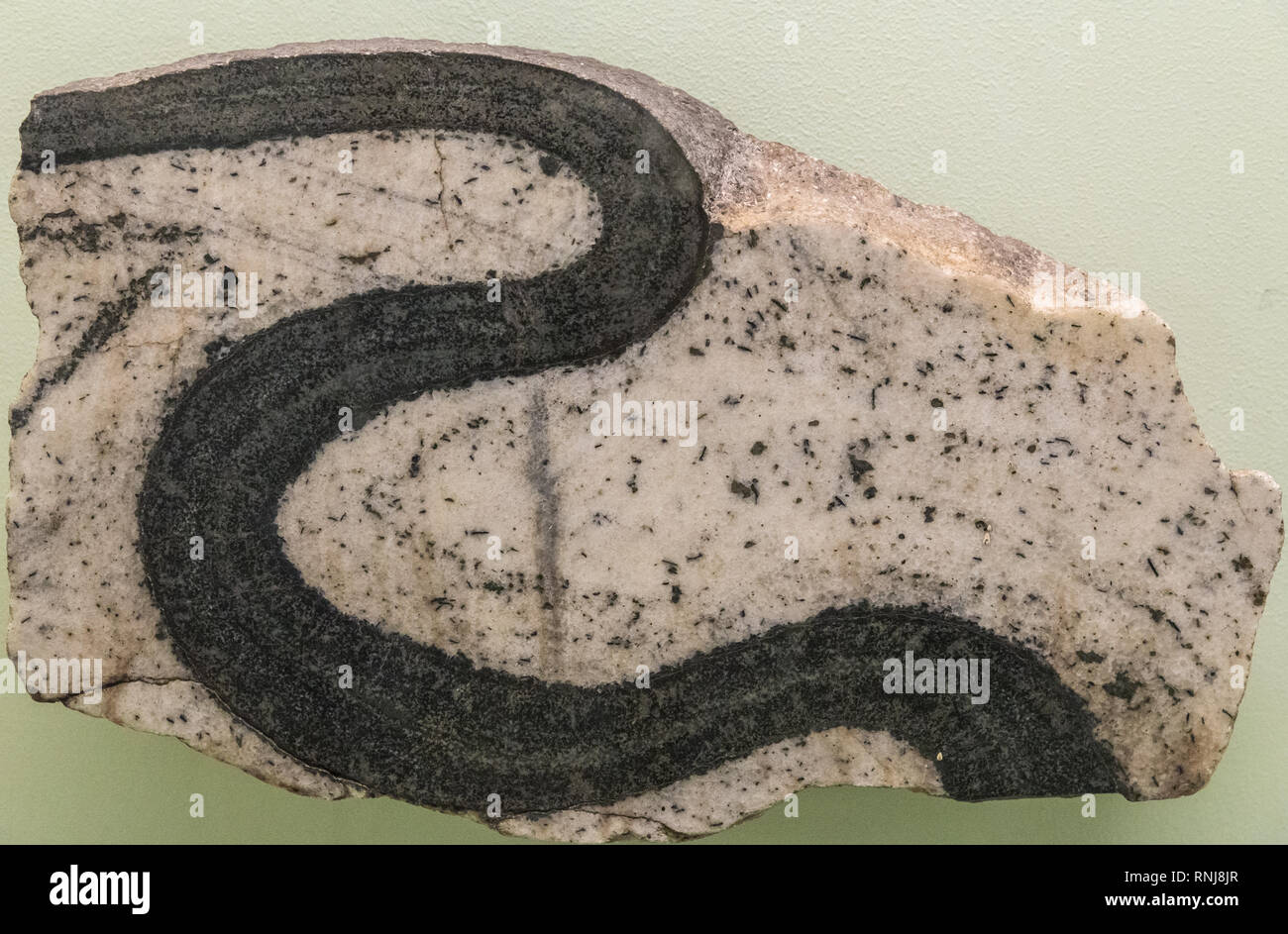 Cross section of a folded rock specimen. The Field Museum, Chicago ...