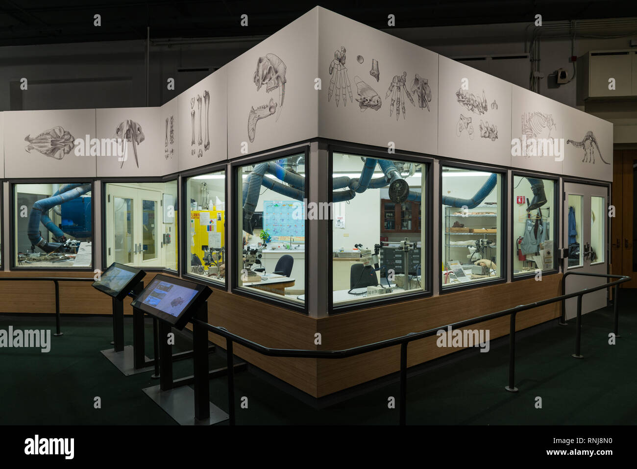 Fossil preparation workshop. The Field Museum, Chicago, Illinois, USA ...