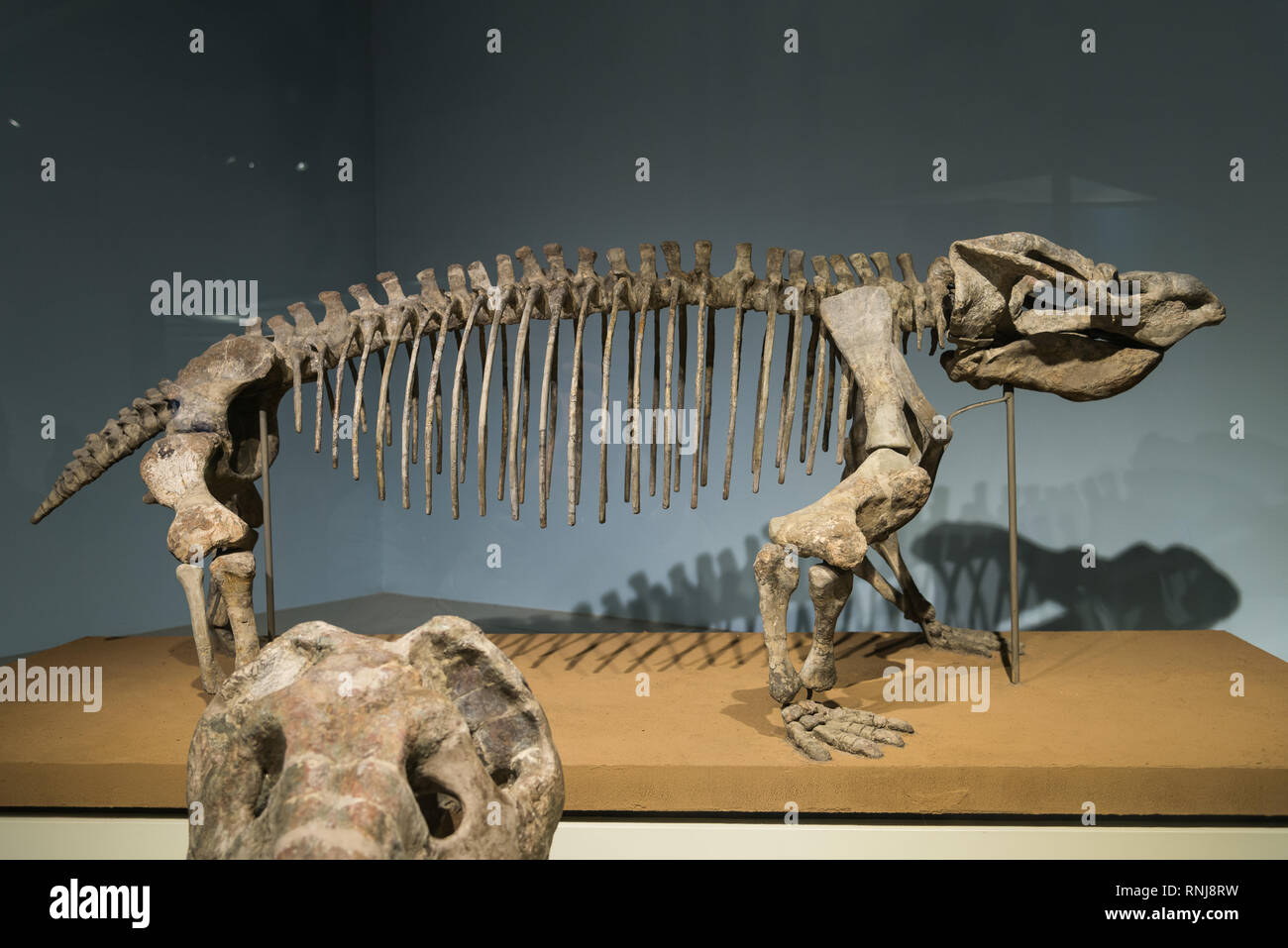 Field of paleontology hi-res stock photography and images - Alamy