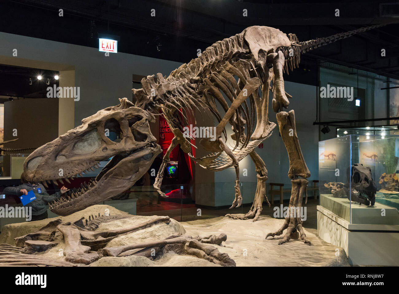 Field museum chicago hi-res stock photography and images - Alamy