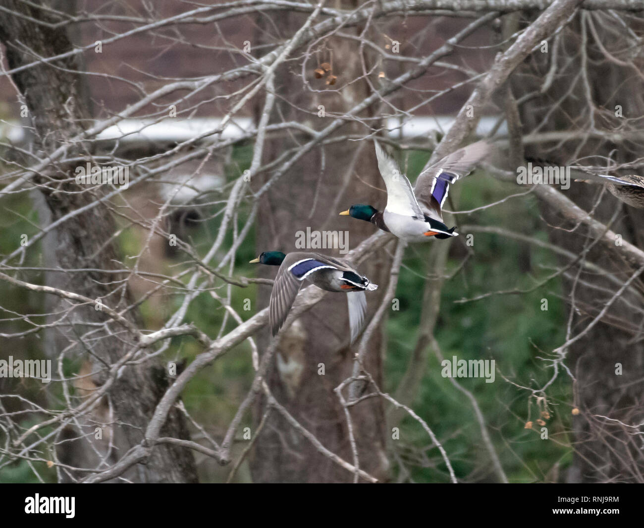A pair of mallard drake ducks fly against a woodland background in ...