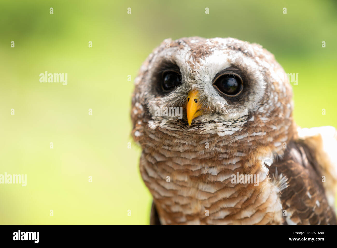 Raptor owl hi-res stock photography and images - Alamy