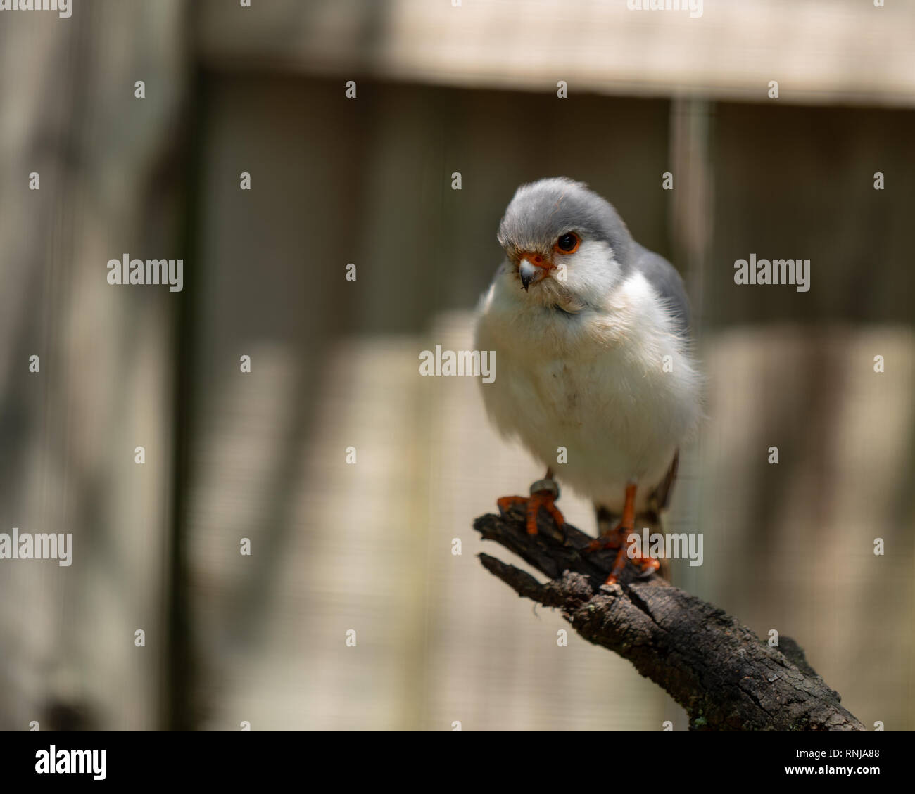 Falcon on a tree hi-res stock photography and images - Alamy
