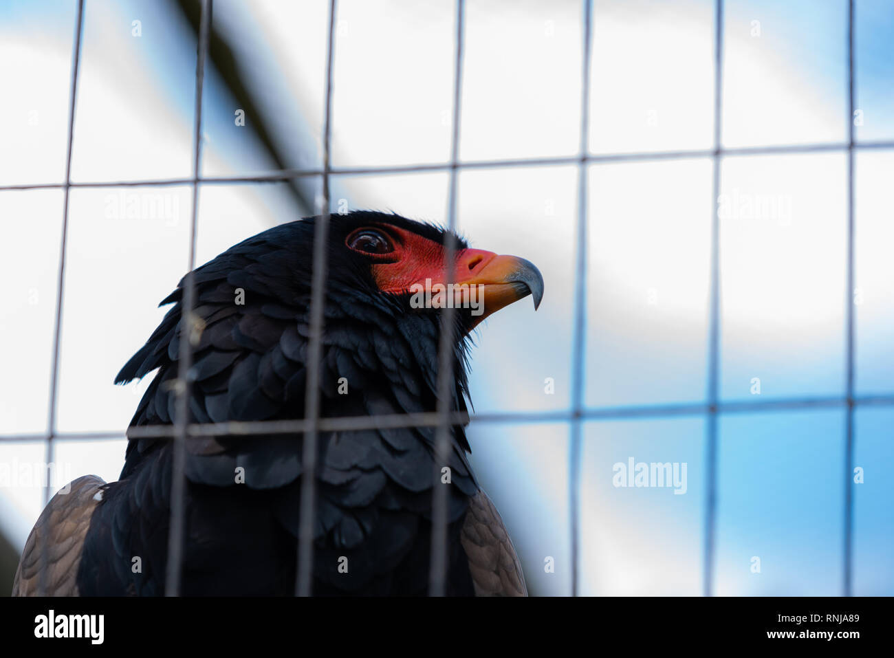 A Bataleur Eagle in an aviary at the African Raptor Centre, Natal ...
