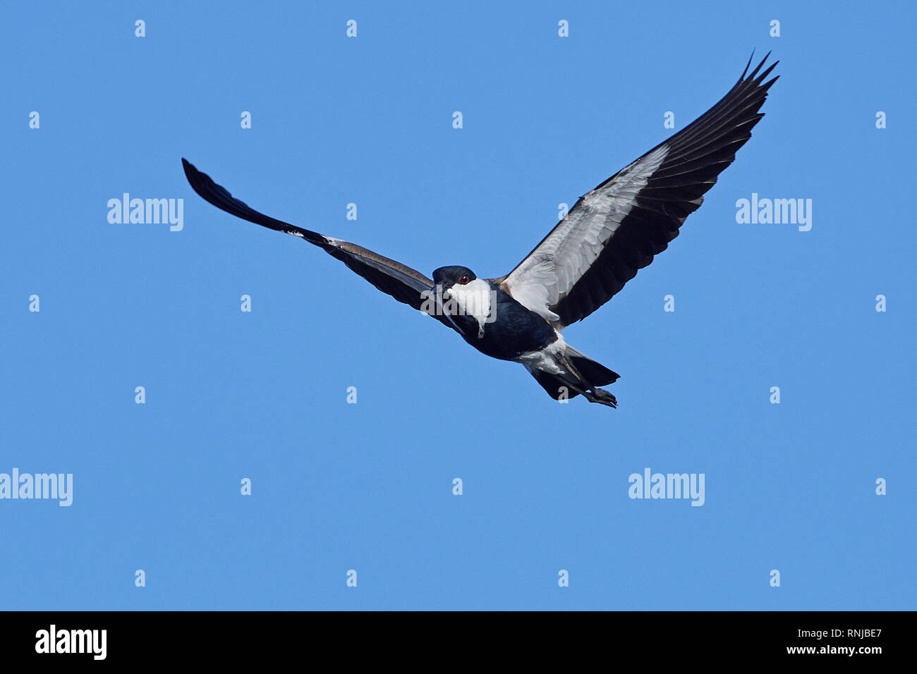 Spur-winged lapwing in flight with blue skies in the background Stock ...