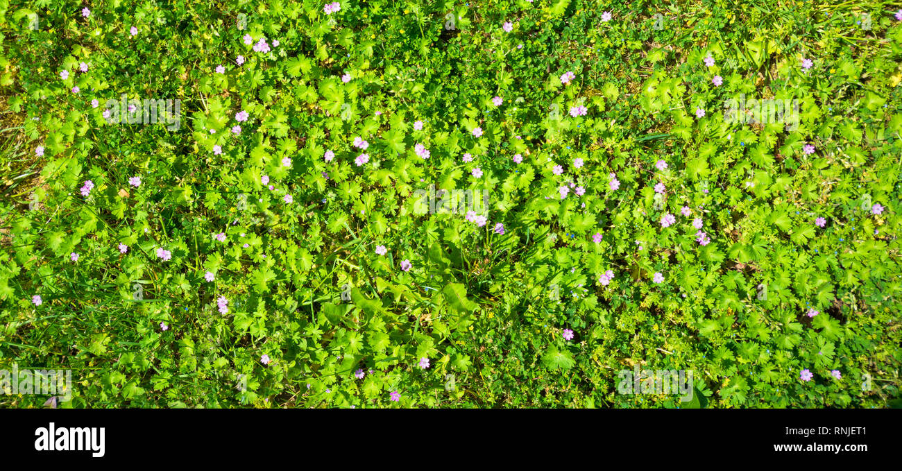 Botany bush hi-res stock photography and images - Alamy