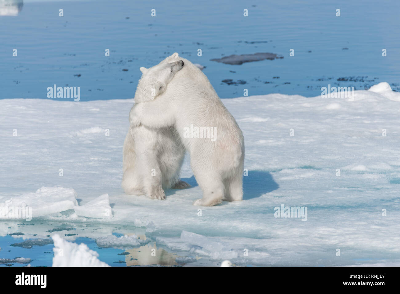 Two young wild polar bear cubs playing on pack ice in Arctic sea, north ...