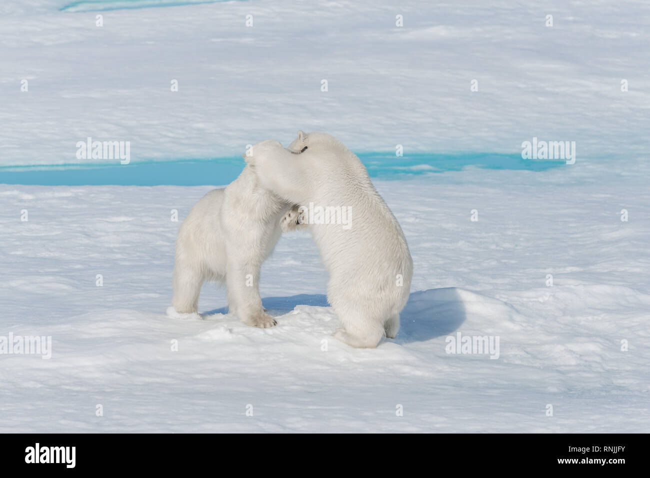 Two young wild polar bear cubs playing on pack ice in Arctic sea, north ...