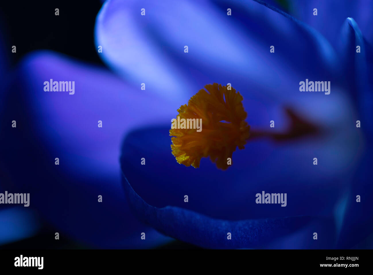 close up of blue flower Stock Photo - Alamy