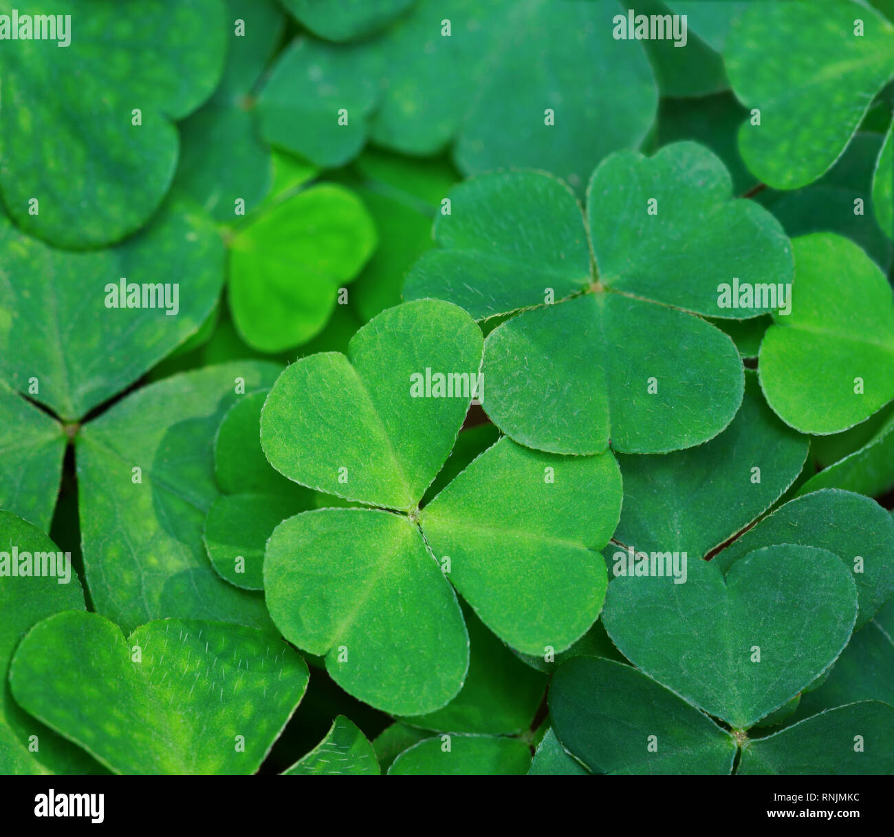 Natural green background with fresh three-leaved shamrocks.Close-up of ...