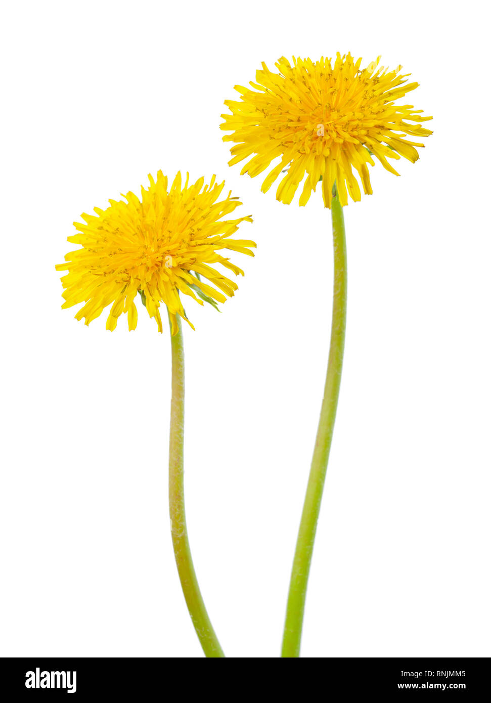 Two yellow dandelions isolated on a white background Stock Photo - Alamy