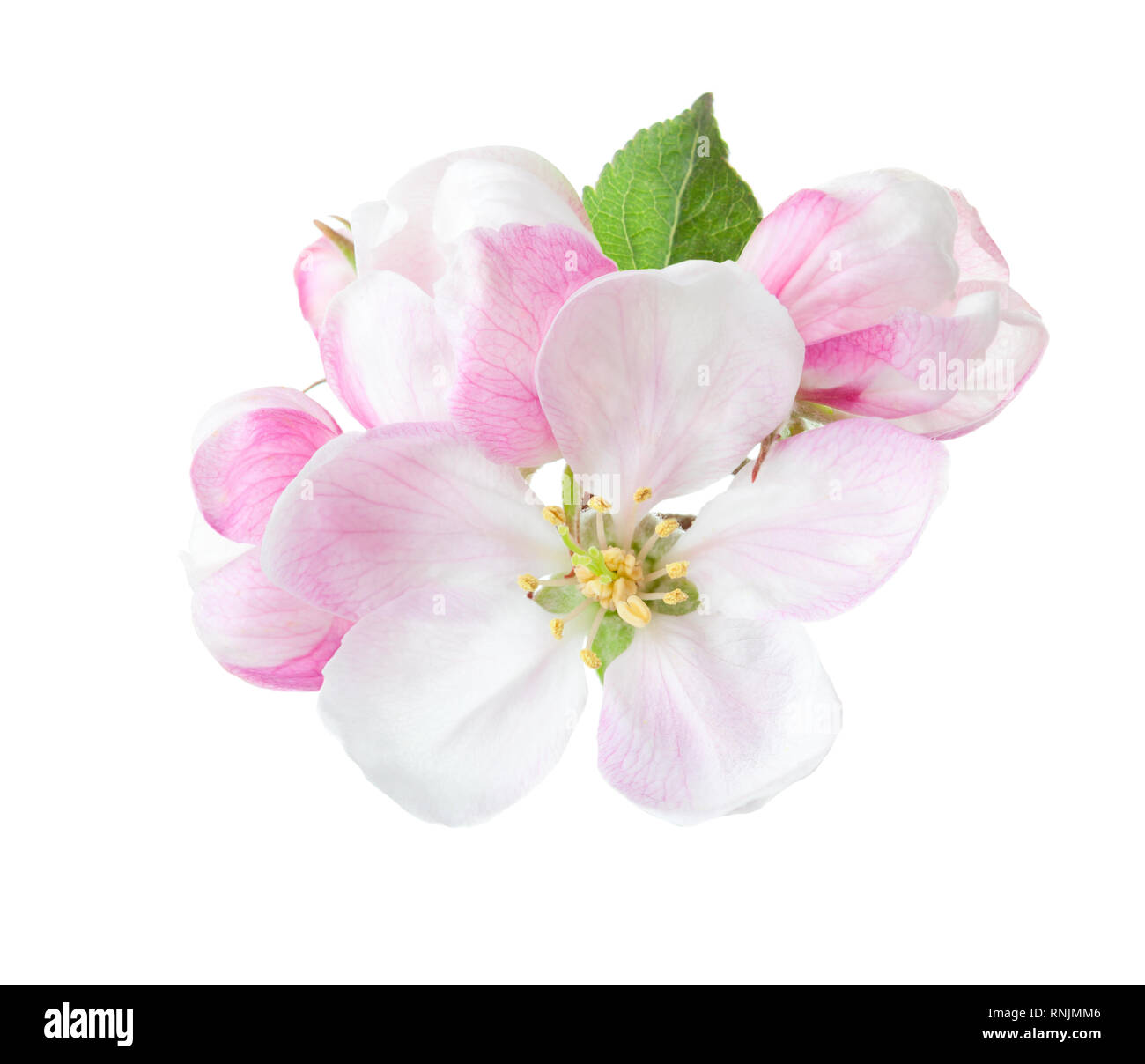 Close up of blooming apple twig isolated on white background Stock ...