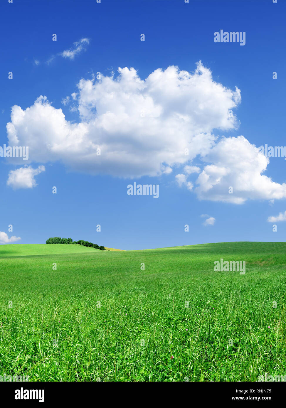 Idyllic spring landscape, rolling green fields, blue sky and white ...