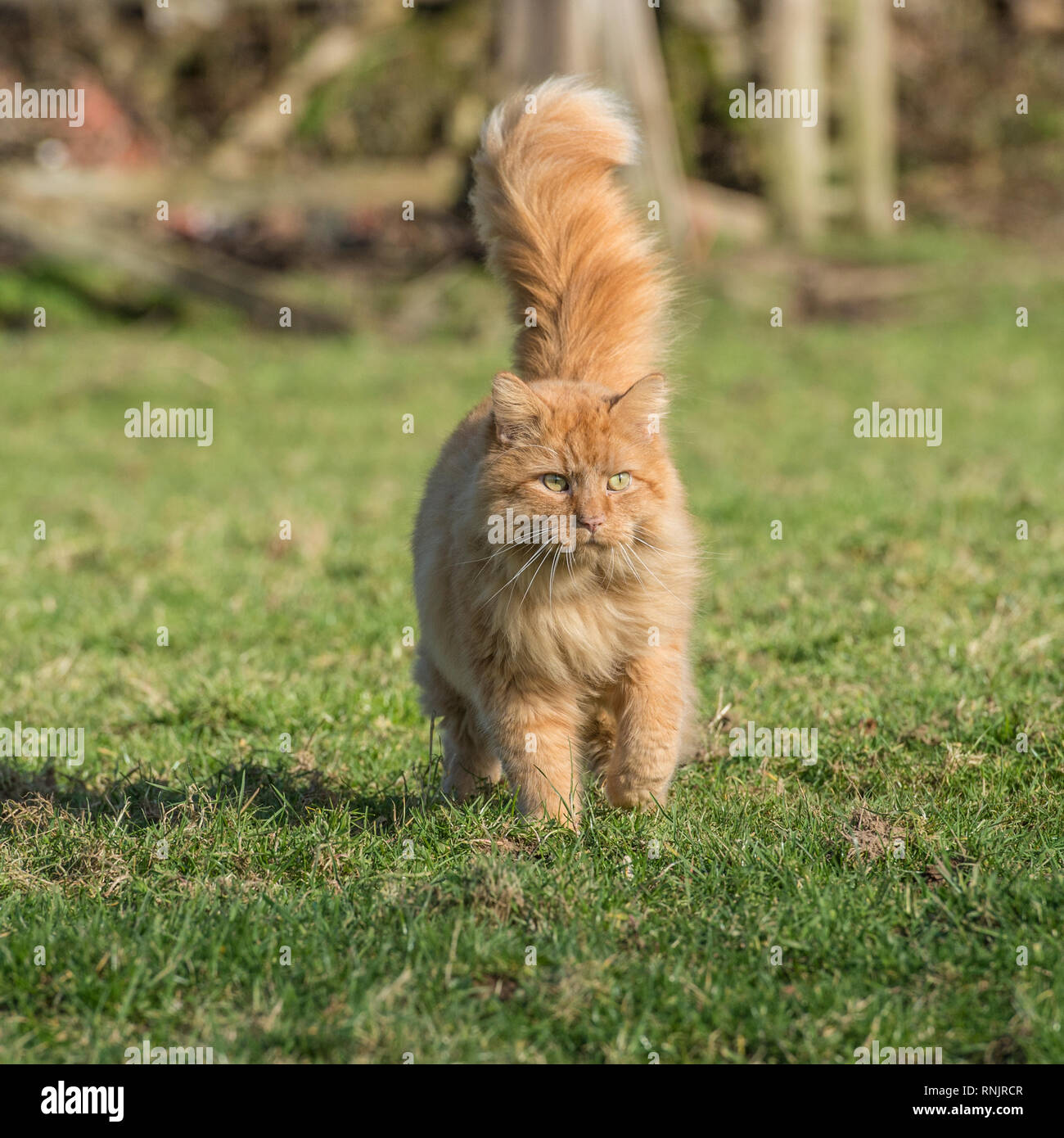 ginger maine coon cat Stock Photo - Alamy