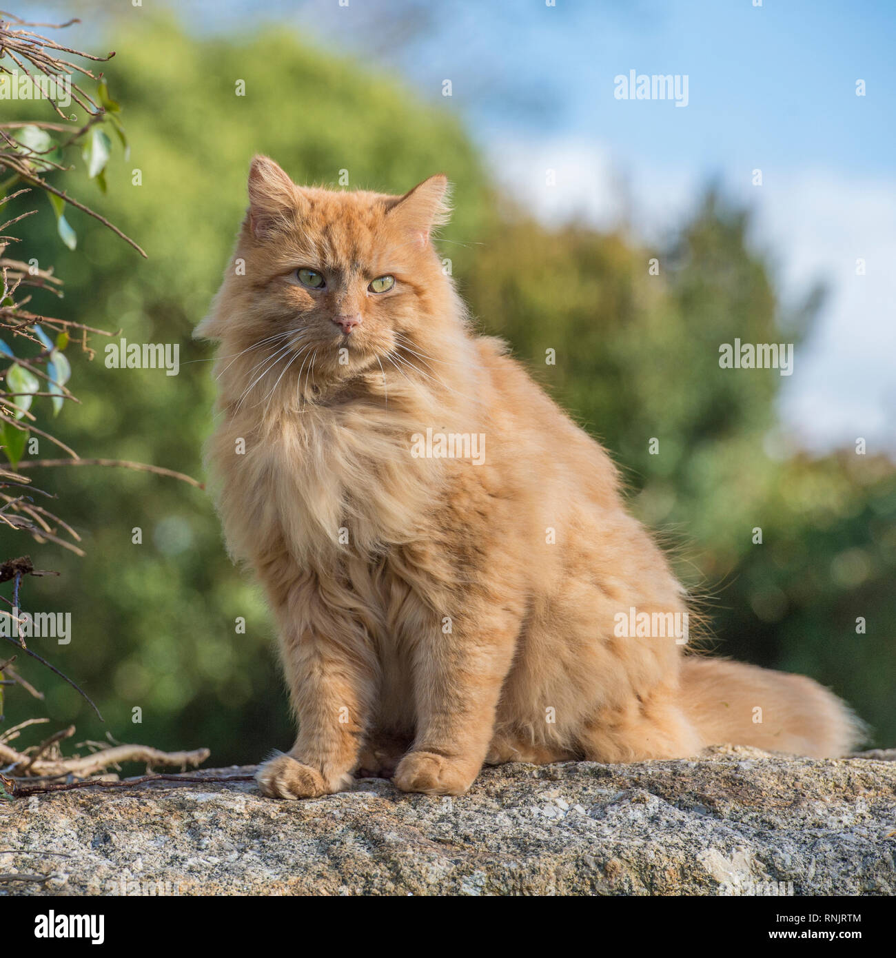 ginger maine coon cat Stock Photo - Alamy