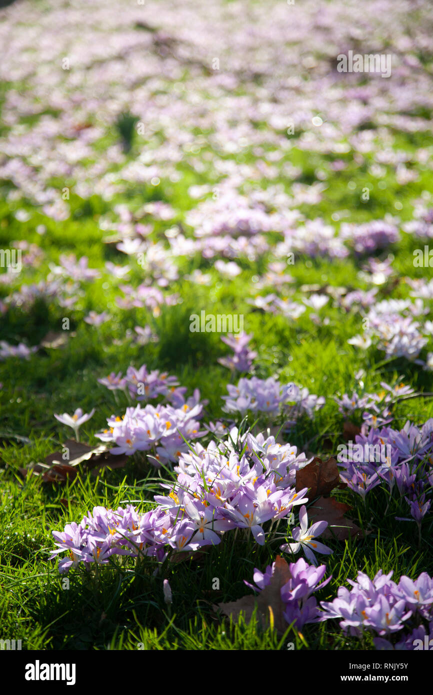 Common crocus hi-res stock photography and images - Alamy