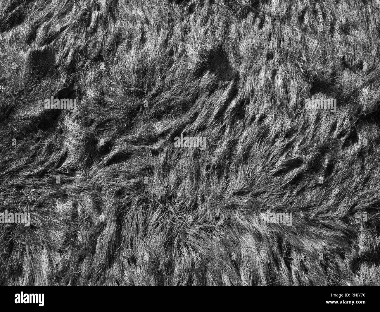 Closeup dry grass Black and White Stock Photos & Images - Alamy