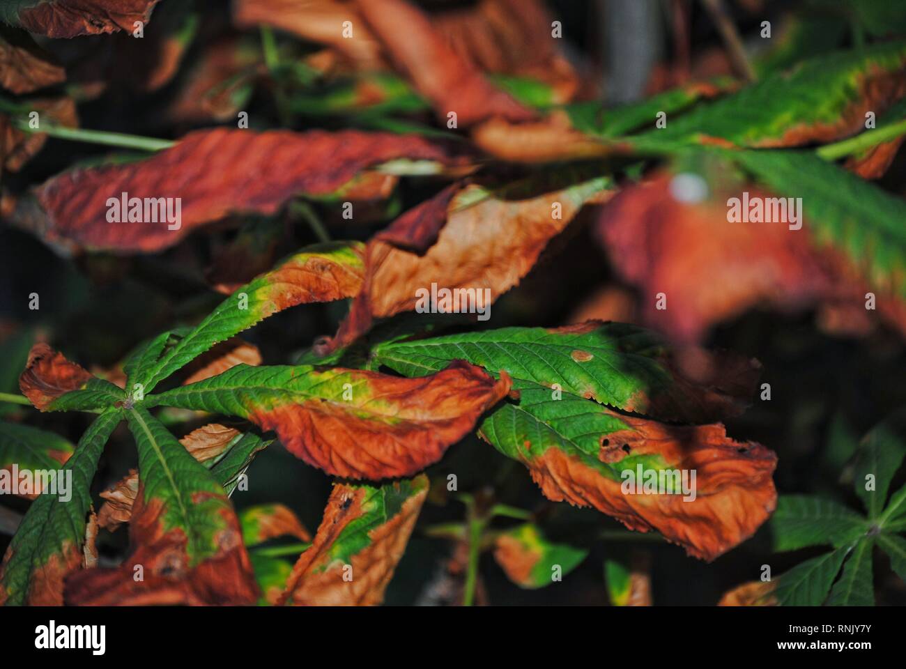 chestnut autumn foliage Stock Photo - Alamy